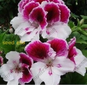 Buy Red White Univalve Geranium Flower Seeds