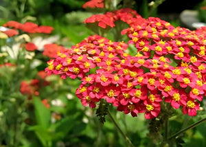 Red Yarrow Seeds – Achillea millefolium Scarlet Flower Pollinator Perennial