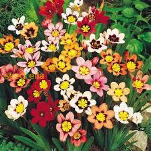 Buy Sparaxis Mix Seeds for Planting Colorful Garden Flowers