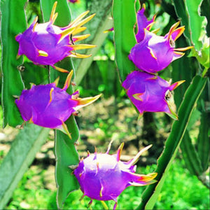 Dragon Fruit Seeds - Blue Pitaya Variety for Easy Planting