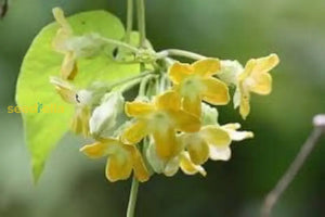 Buy Telosma Cordata Flower Seeds for Planting - Premium Seeds for ...