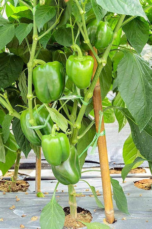 Capsicum Seeds – Capsicum annuum for Balcony & Vegetable Patch Gardening