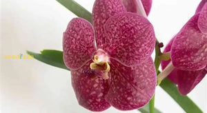 Buy Violet Vanda Orchid Seeds for Planting - Grow Beautiful Orchid Flowers