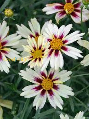 Buy White Coreopsis Flower Seeds Planting