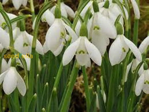 Buy White Galanthus Nivalis Seeds for Planting - Beautiful Snowdrop ...