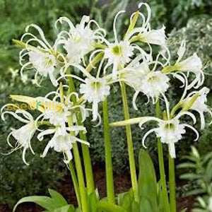 Buy White Lycoris Radiata Flower Seeds - Elegant Planting Seeds for ...