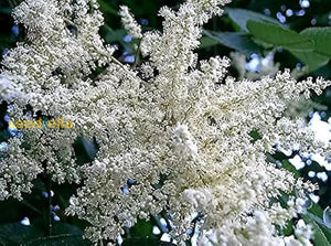 Buy White Sumac Flower Seeds for Successful Planting