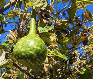 Buy White Swan Gourd Seeds for Planting