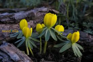 Buy Winterling Flower Seeds for Planting Seed for Enchanting Blooms and ...