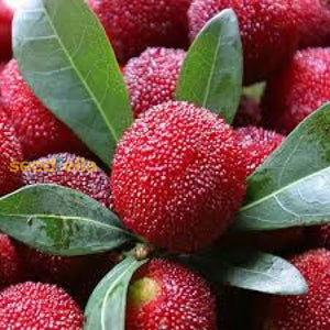 Buy Yangmei Fruit Seeds for Planting Premium Quality Seeds for ...