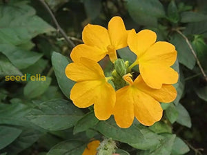 Buy Yellow Crossandra Flower Seeds for Lush Blooms - Perfect Addition ...