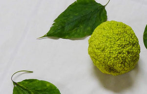 Osage Orange Seeds – Maclura pomifera - Landscape Tree Growing